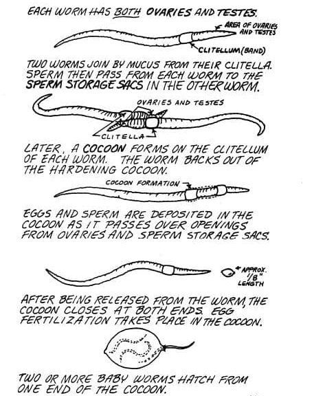 Earthworm Mating, Cocoon Formation, Digestive and Reproductive Systems